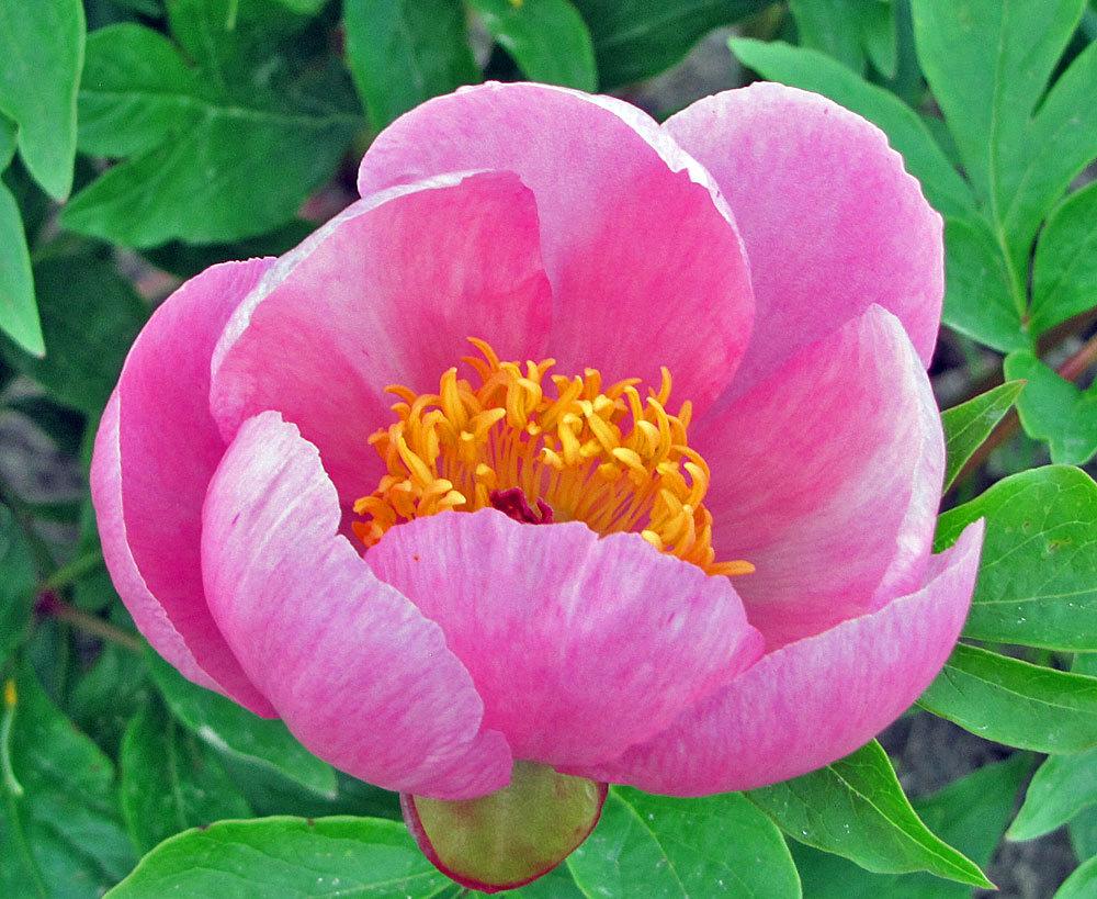 Peony (Paeonia 'Roselette') in the Peonies Database - Garden.org