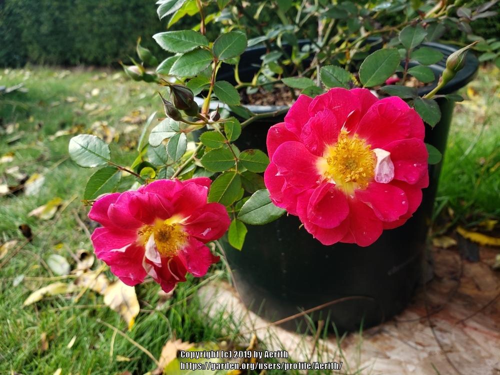 Photo of the bloom of Rose (Rosa 'Ralph's Creeper') posted by Aerith ...