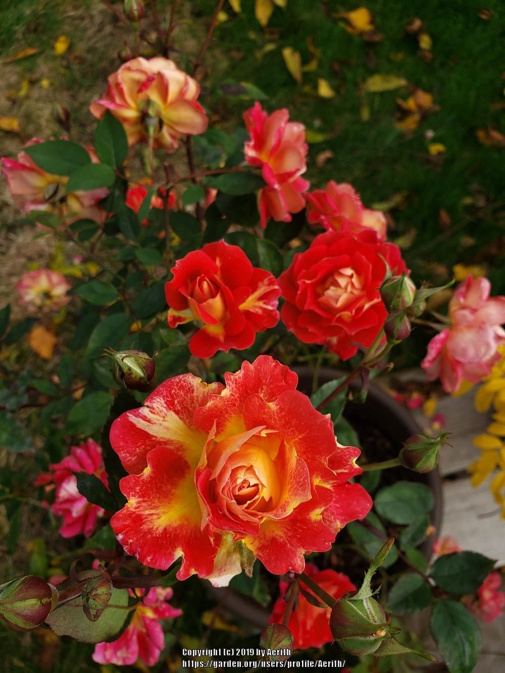 Rose (Rosa 'Boogie Woogie') in the Roses Database - Garden.org