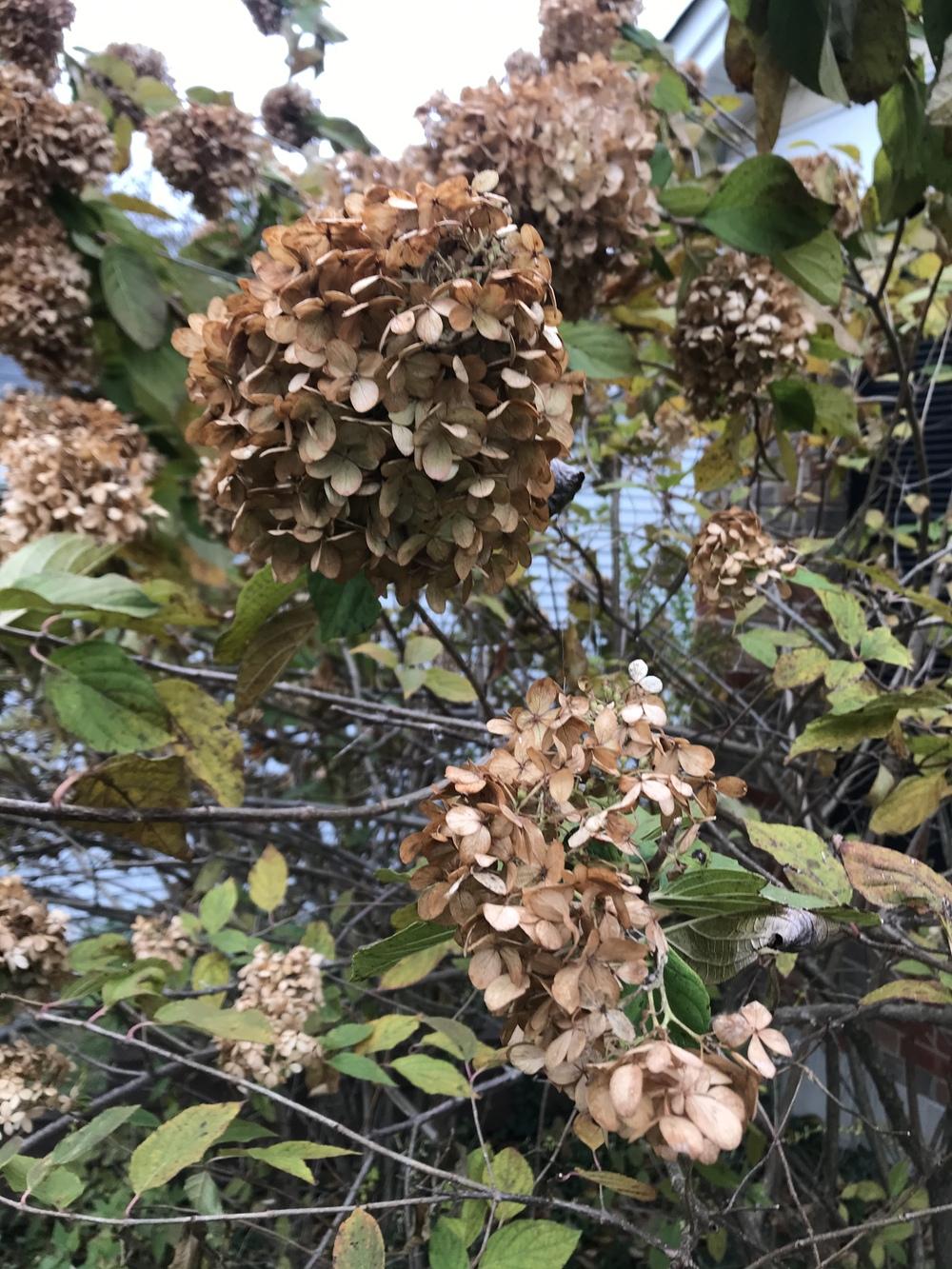 How to deal with hydrangea in Change the Bloom Color of Your Hydrangeas ...
