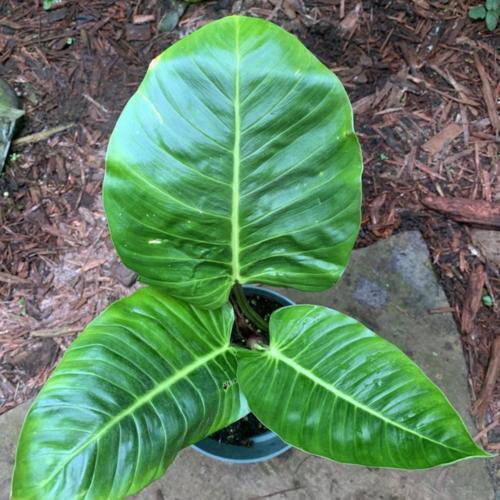 Philodendron wendlandii in the Philodendrons Database - Garden.org