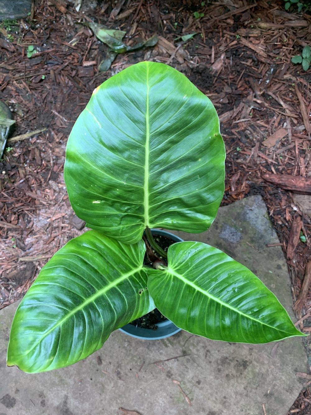 Philodendron wendlandii in the Philodendrons Database - Garden.org