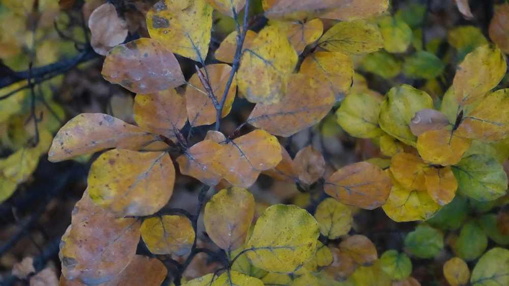 Tree with round leaves in the Plant ID forum - Garden.org