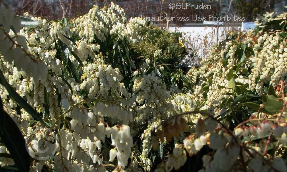 Japanese Andromeda (Pieris japonica Red Mill™) - Garden.org