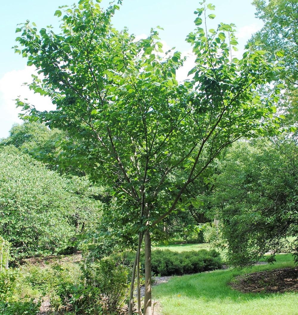 Photo of the entire plant of Red Mulberry (Morus rubra) posted by ...