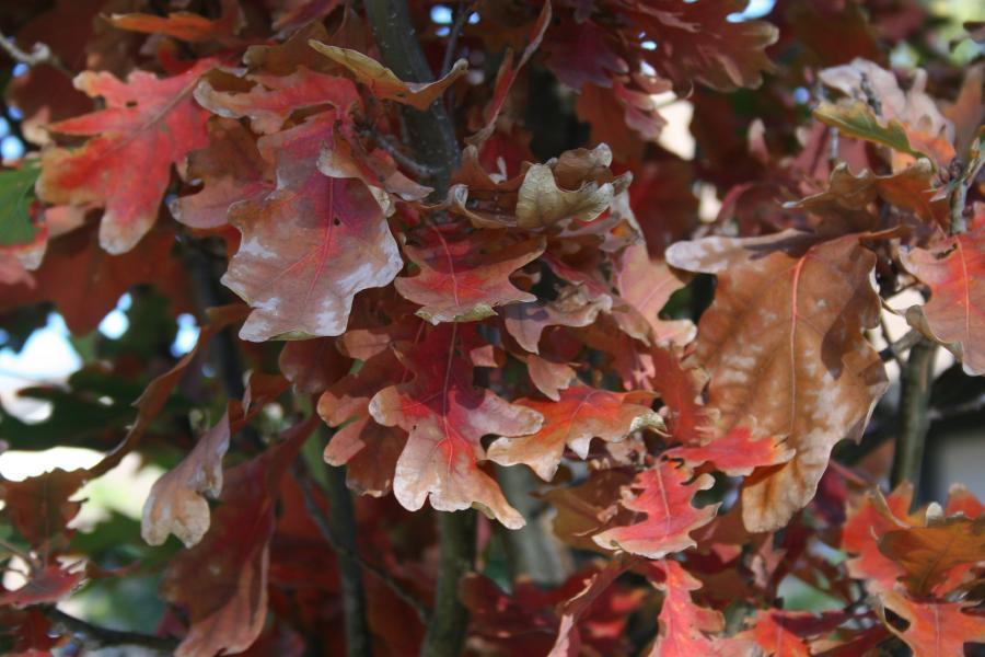 Quercus Robur Fastigiata Leaf