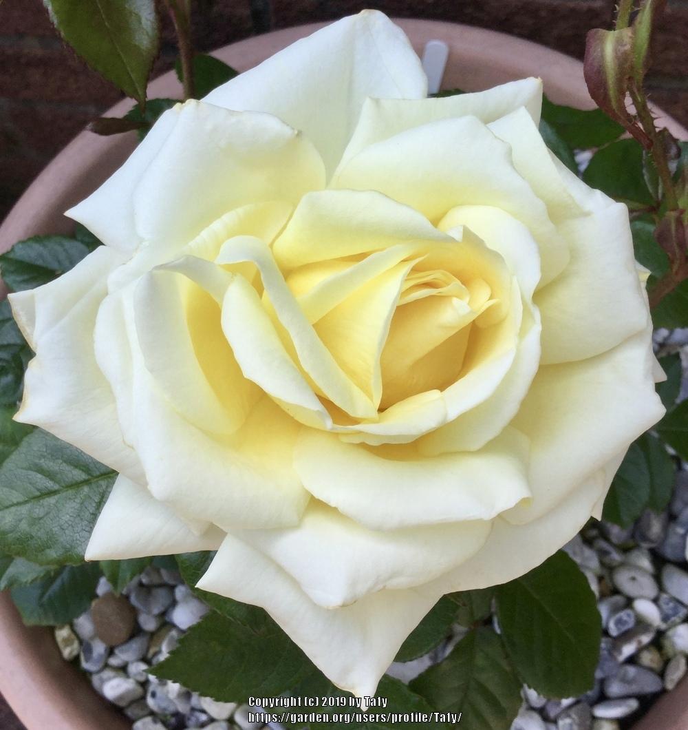 Photo of the bloom of Rose (Rosa 'Pascali') posted by Tafy - Garden.org