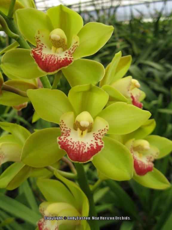 Orchid (Cymbidium Peter Reddaway 'New Horizon') - Garden.org