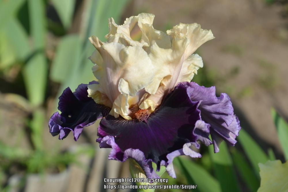 Tall Bearded Iris (Iris 'Astrobubbles') in the Irises Database - Garden.org
