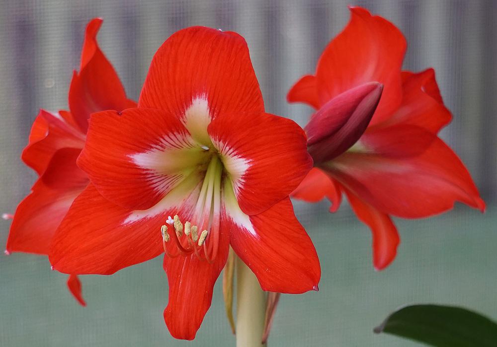 Amaryllis (Hippeastrum 'Bright Spark') in the Amaryllis Database ...