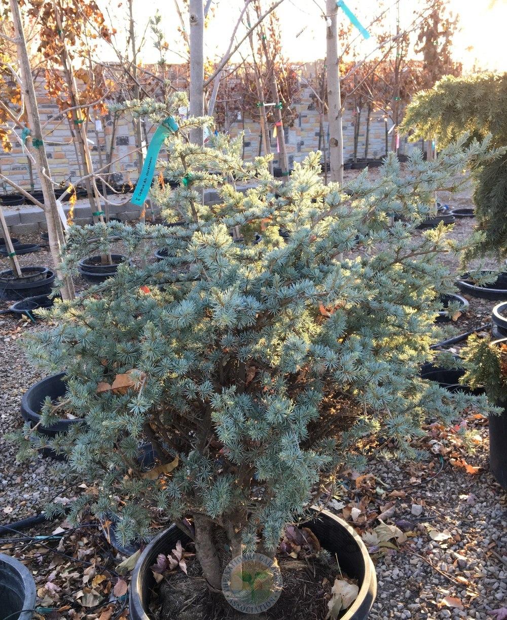 Photo of the entire plant of Dwarf Blue Atlas Cedar (Cedrus atlantica ...