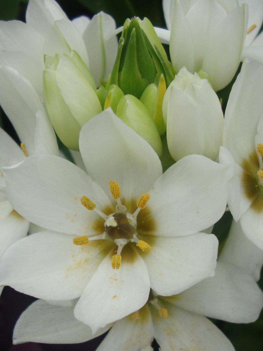 Giant Chincherinchee (Ornithogalum saundersiae) - Garden.org
