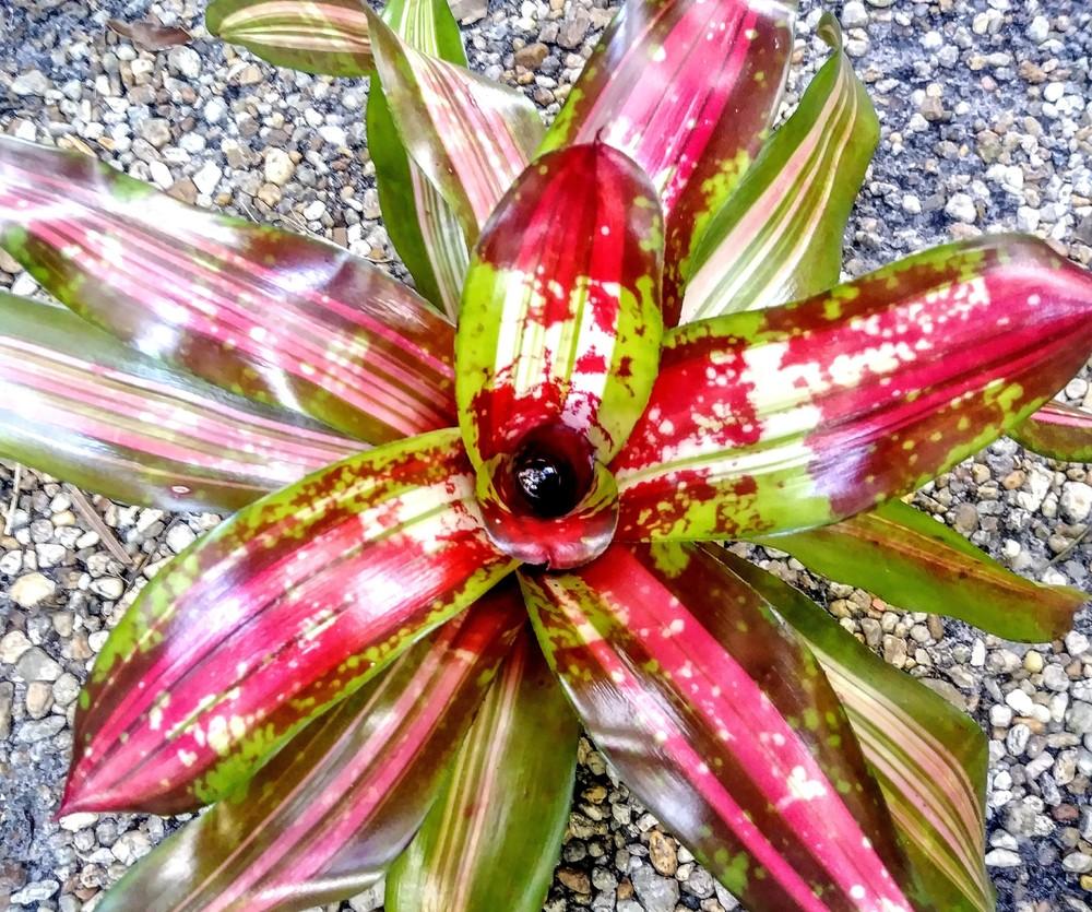Bromeliad (Neoregelia 'Blazing Fire') - Garden.org
