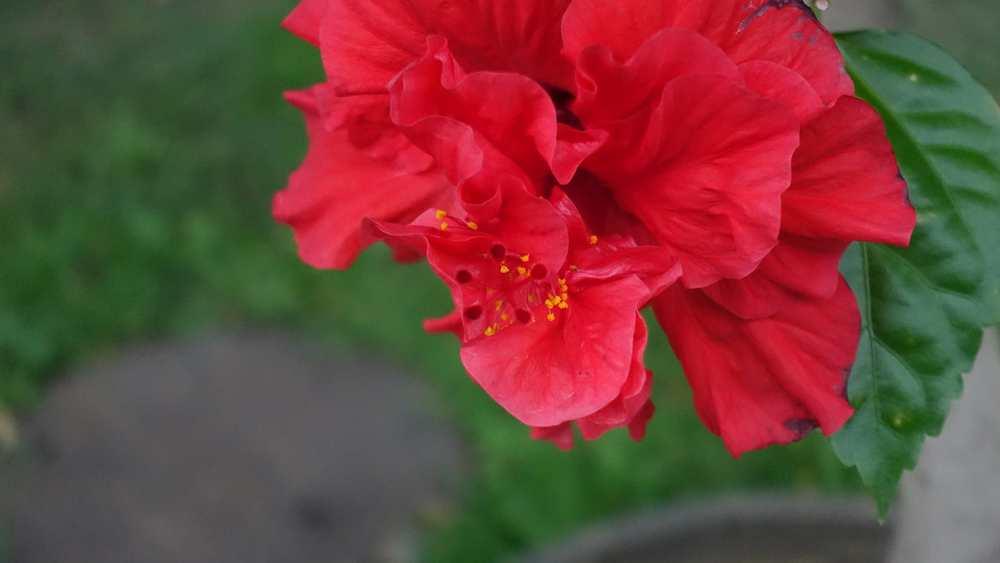 Small tree with red flowers in the Plant ID forum - Garden.org