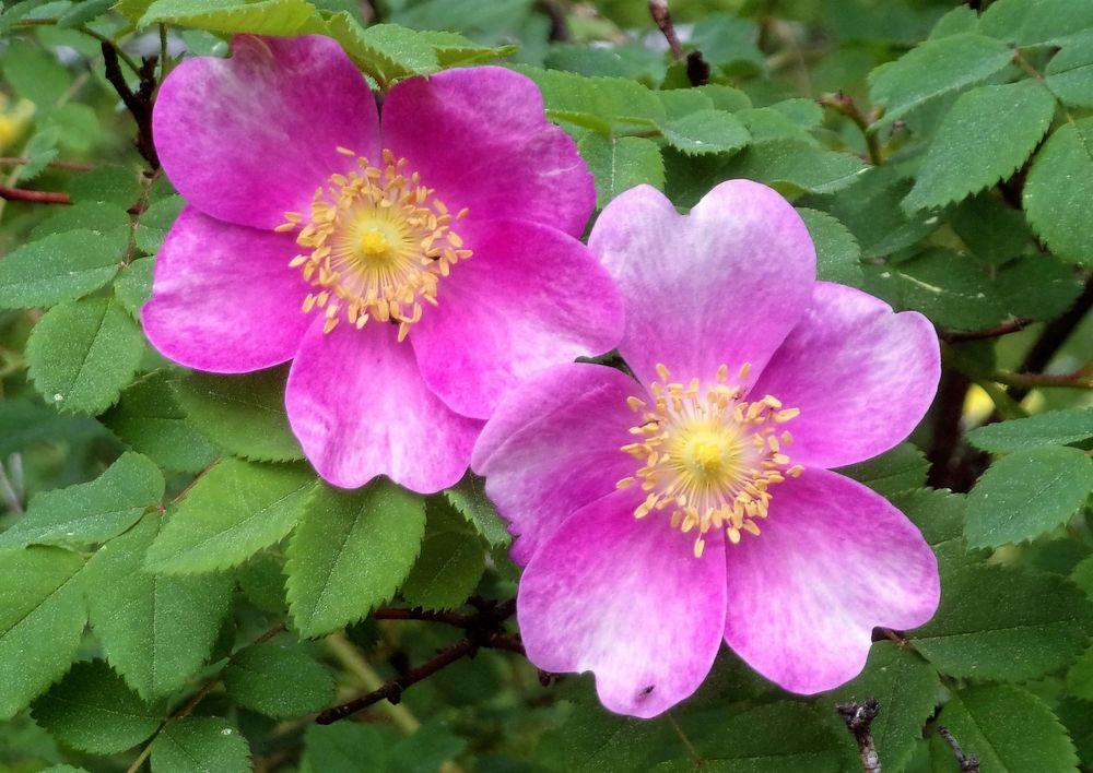 Photo of the bloom of Rose (Rosa 'Mary Queen of Scots') posted by ...