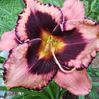 Daylily (Hemerocallis 'Eyes on the Prize') in the Daylilies Database - Garden.org