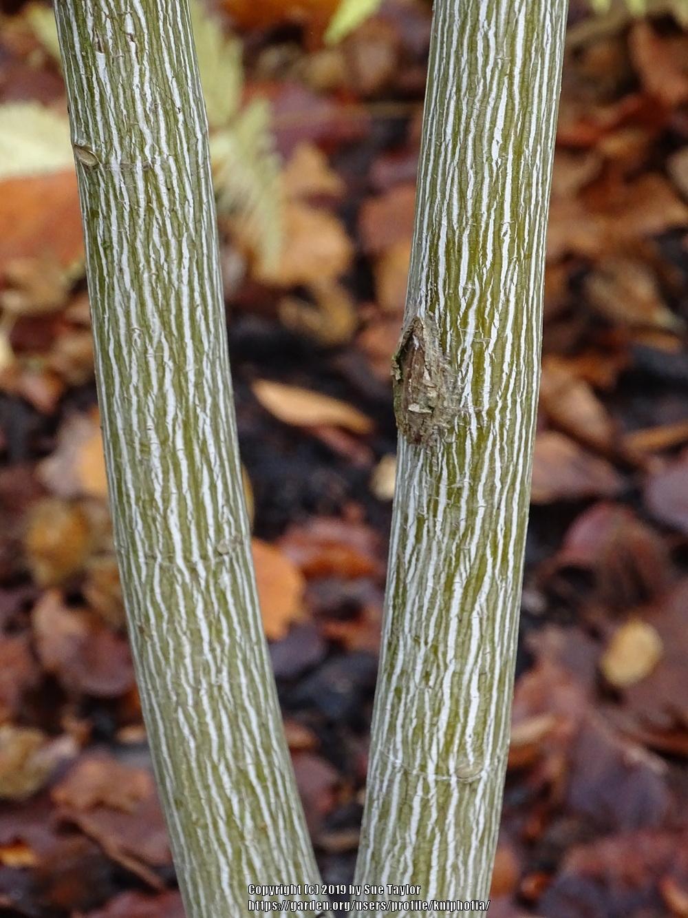 Striped-Bark Maple (Acer tegmentosum 'White Tigress') - Garden.org