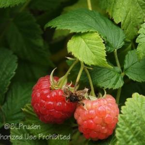 Thornless Raspberry (Rubus idaeus BrazelBerries® Raspberry Shortcake ...