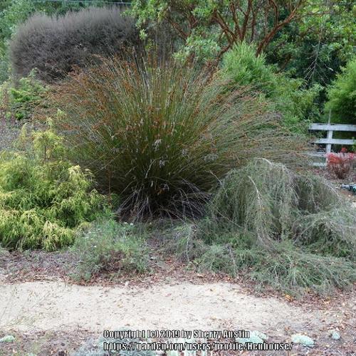 Thatching Reed (Thamnochortus insignis) - Garden.org