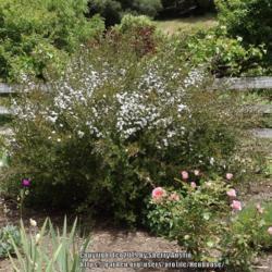 Shiny Tea Tree (Leptospermum turbinatum) - Garden.org
