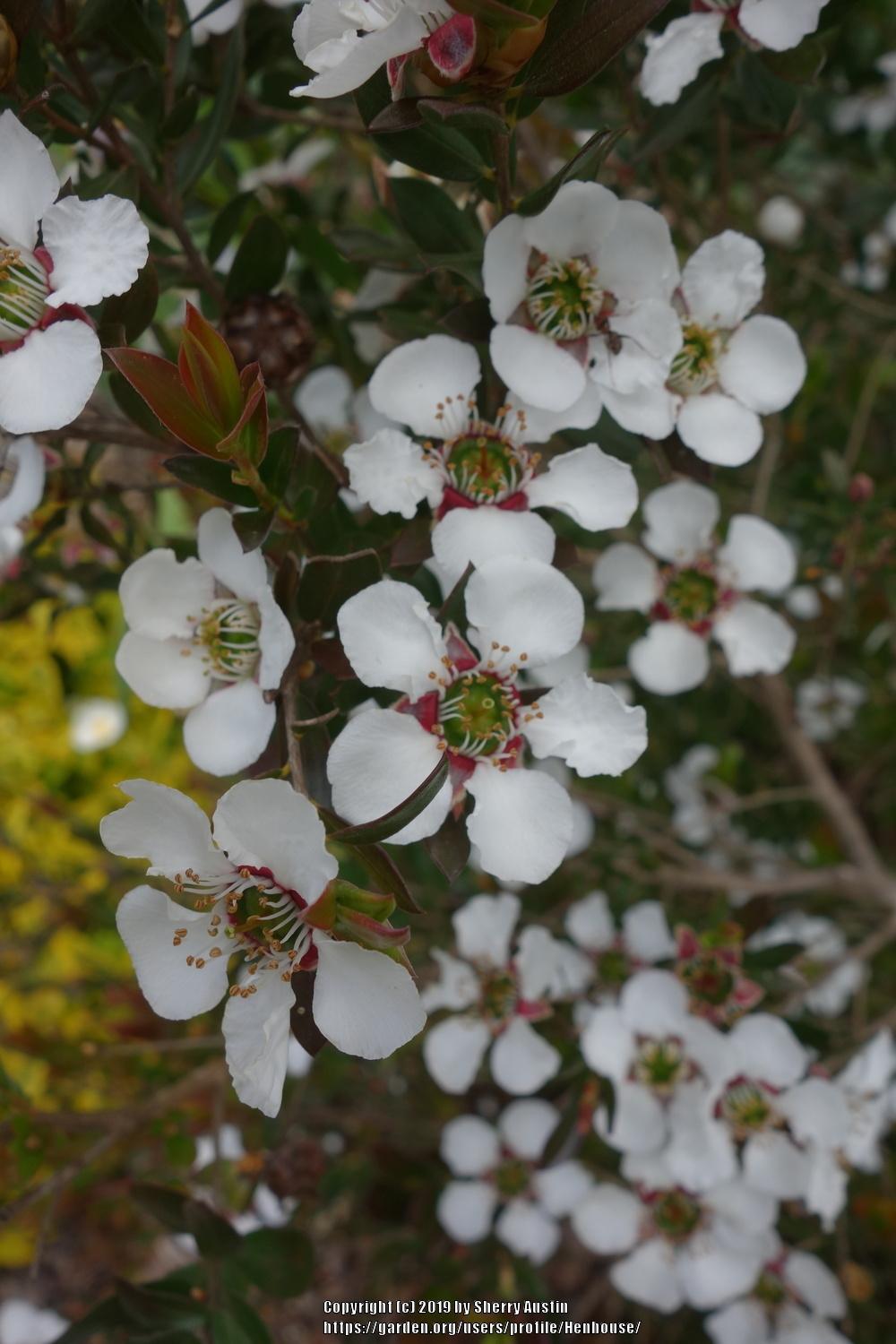 Shiny Tea Tree (Leptospermum turbinatum) - Garden.org