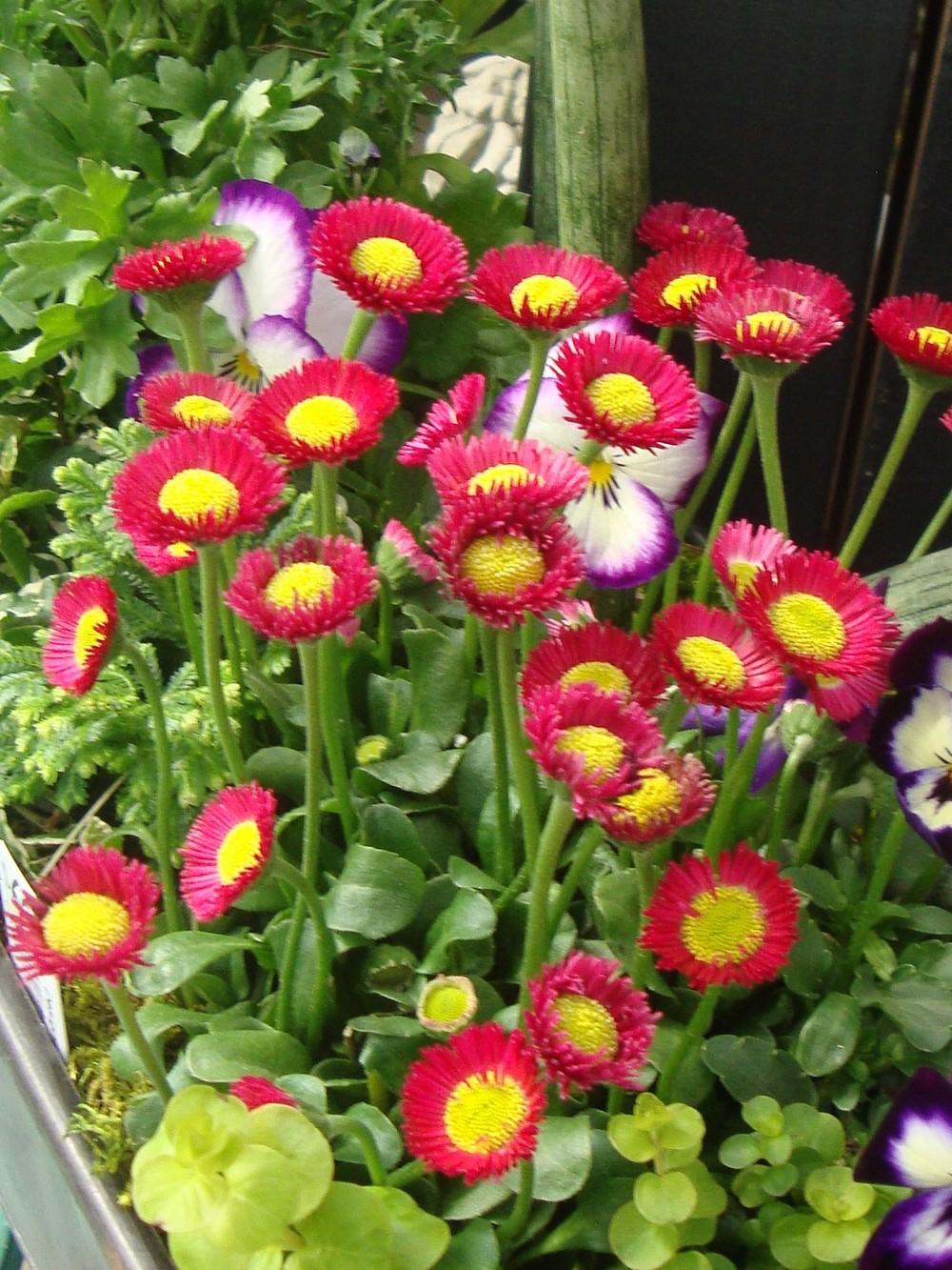 Bellis perennis 'Galaxy Red' - Garden.org