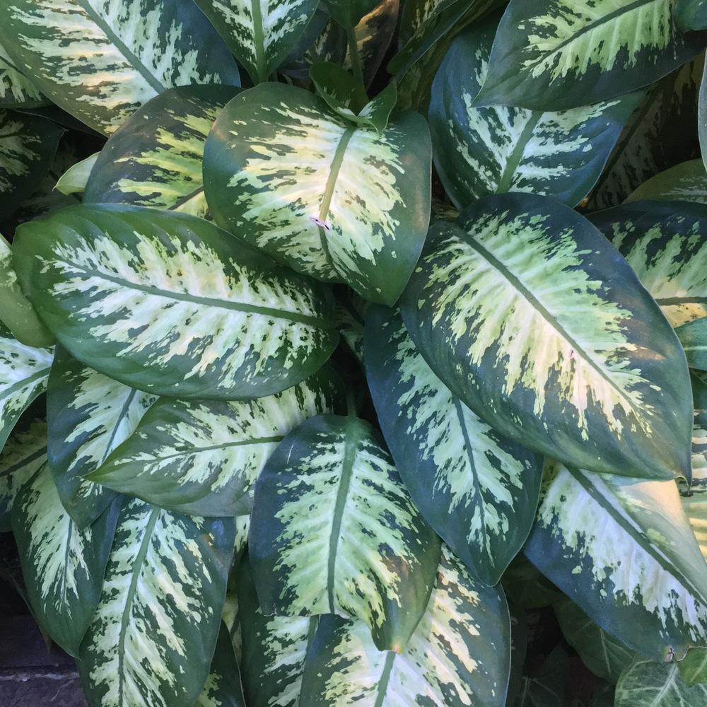 Dieffenbachias: Plant Care and Collection of Varieties - Garden.org