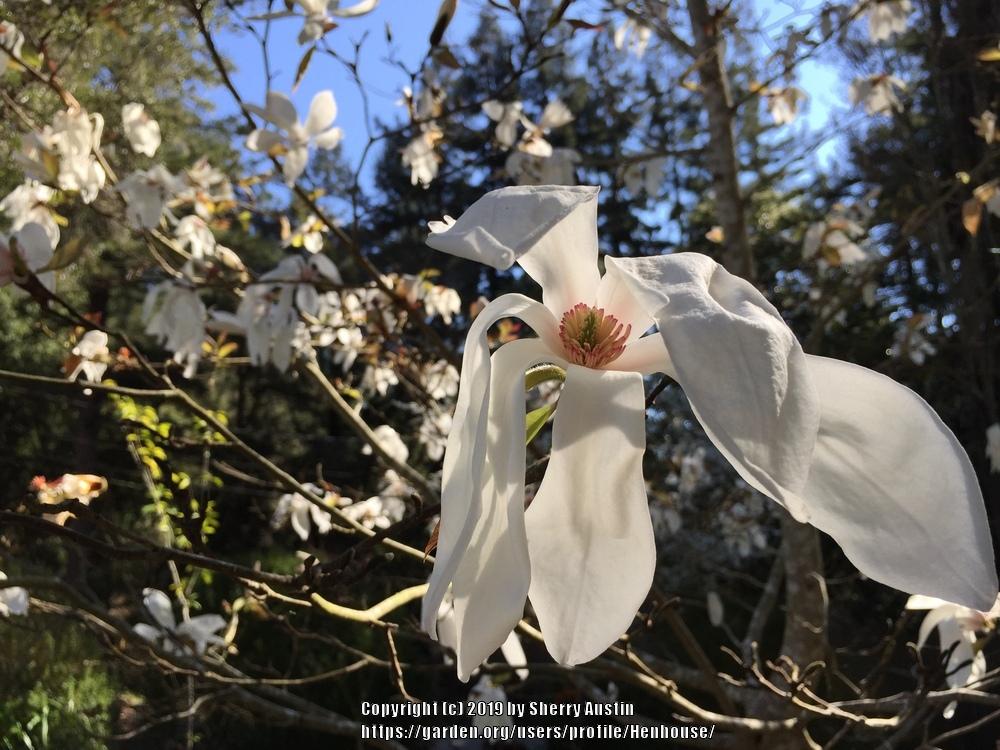 Magnolia (Magnolia x kewensis 'Wada's Memory') in the Magnolias ...