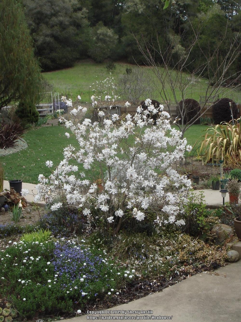Dwarf Star Magnolia (Magnolia stellata 'Kikuzaki') in the Magnolias ...