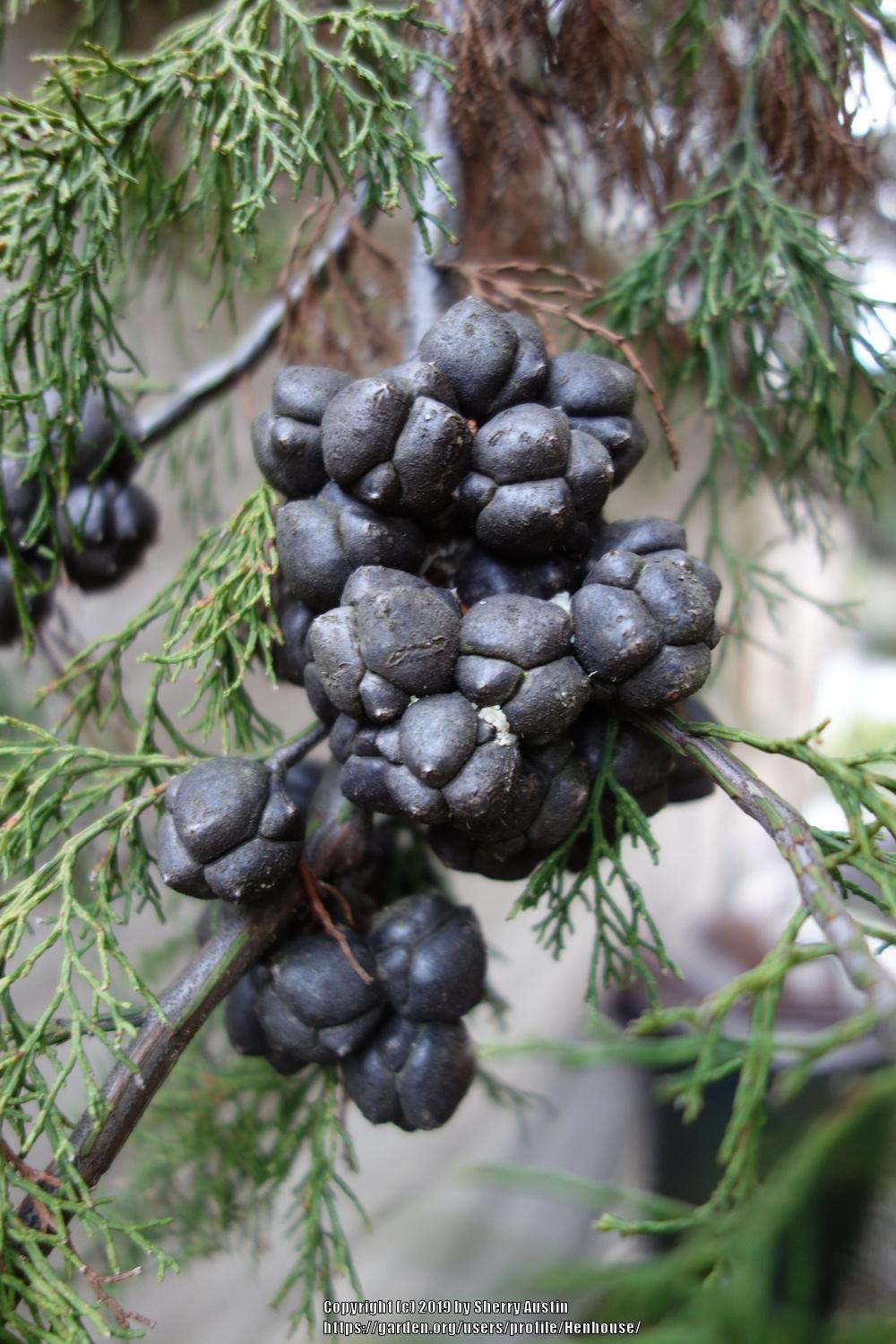 Oyster Bay Pine (Callitris rhomboidea) - Garden.org
