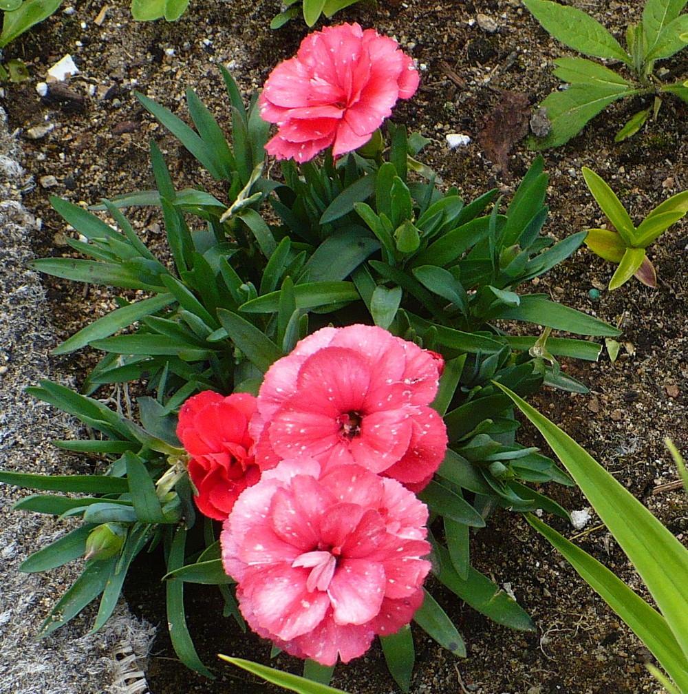 Dianthus Fruit Punch® Classic Coral in the Dianthus Database - Garden.org