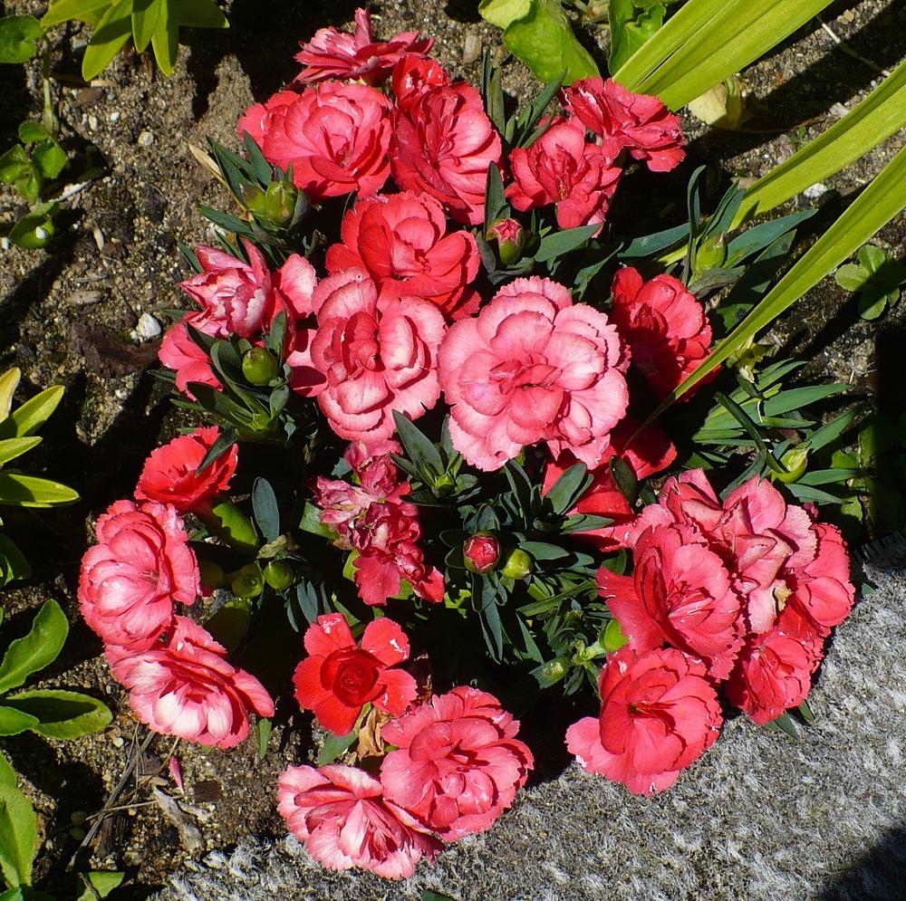 Dianthus Fruit Punch® Classic Coral in the Dianthus Database - Garden.org
