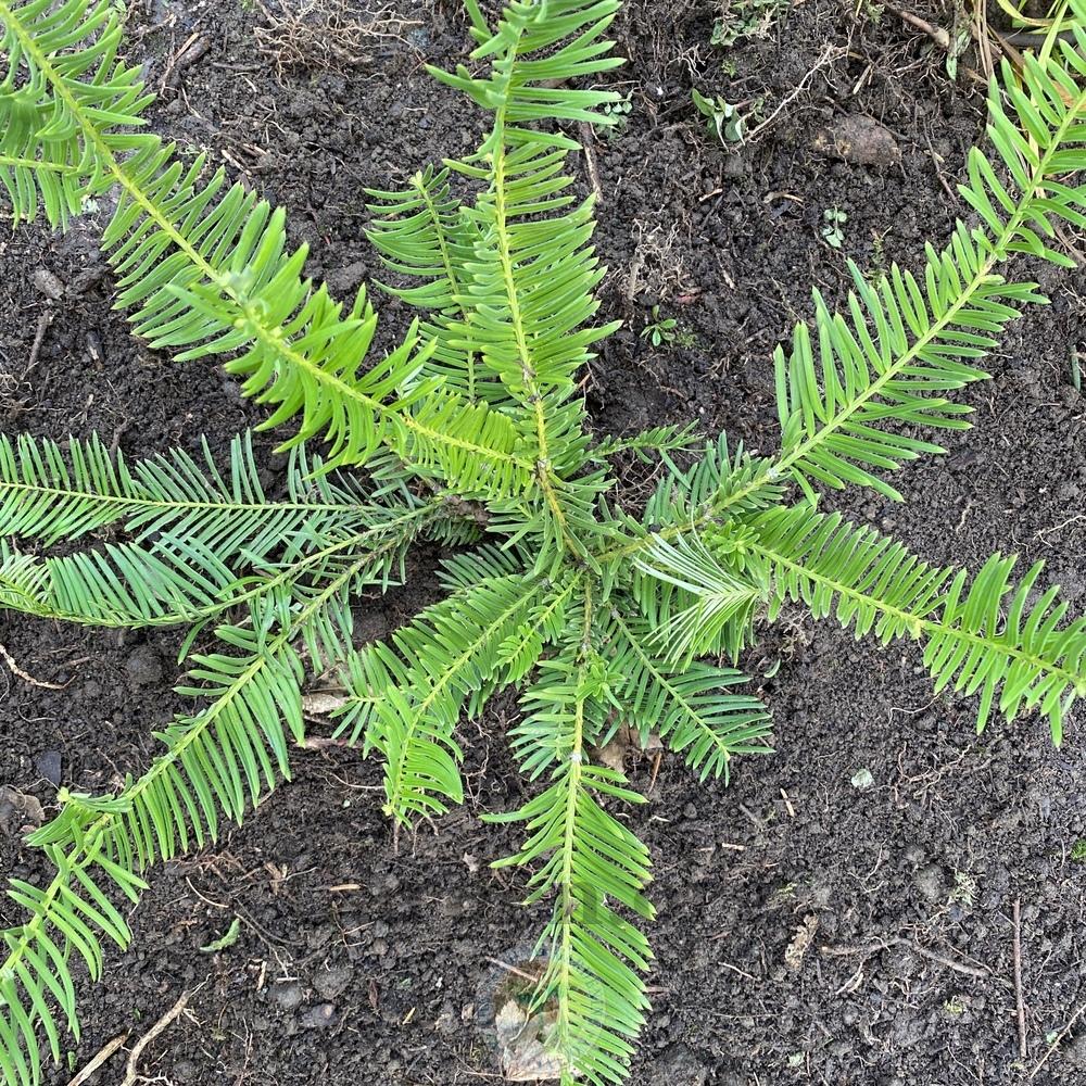 Japanese Plum Yew (Cephalotaxus harringtonii 'Prostrata') - Garden.org