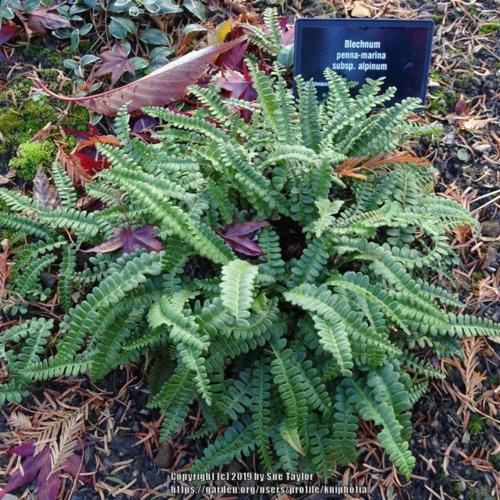 Alpine Water Fern (Austroblechnum penna-marina subsp. alpina) - Garden.org