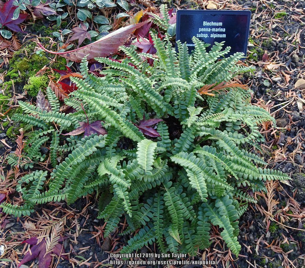 Alpine Water Fern (Austroblechnum penna-marina subsp. alpina) - Garden.org