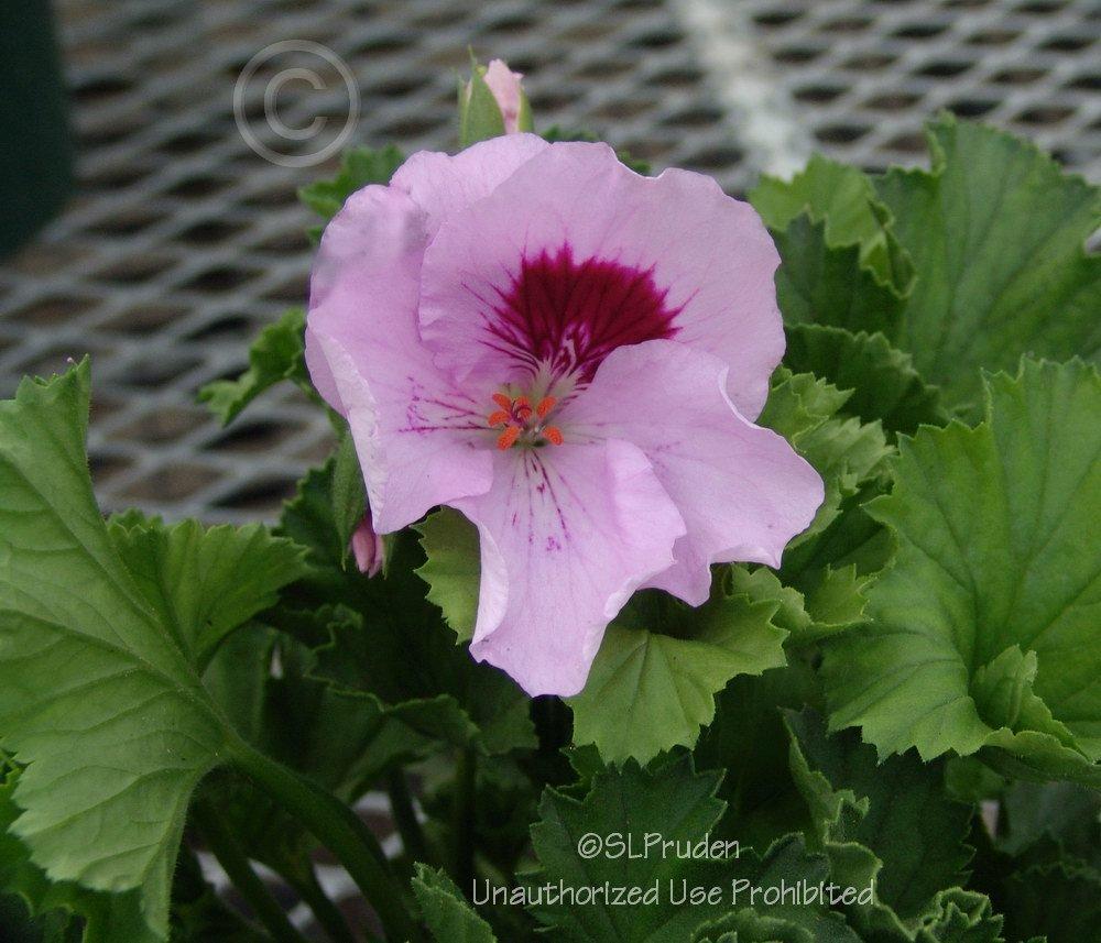 Regal Geranium (Pelargonium x domesticum Elegance™ Light Lavender ...