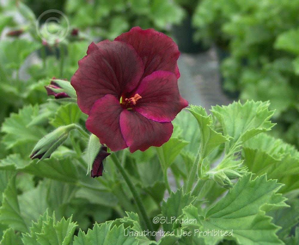 Pelargonium X Domesticum