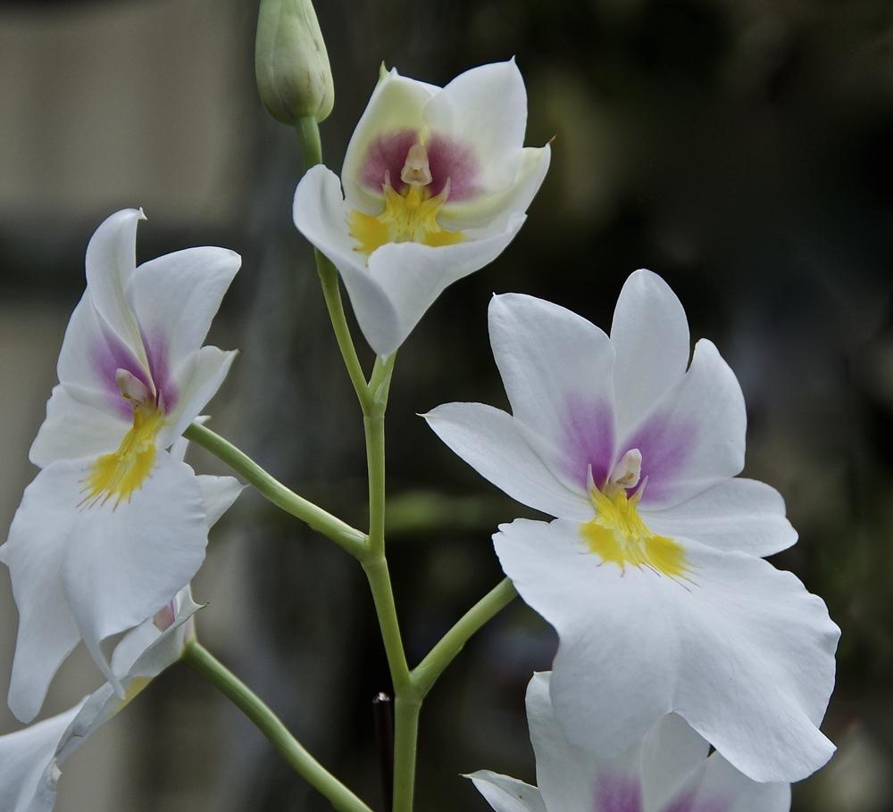 Pansy Orchid (Miltoniopsis Rene Komoda) - Garden.org
