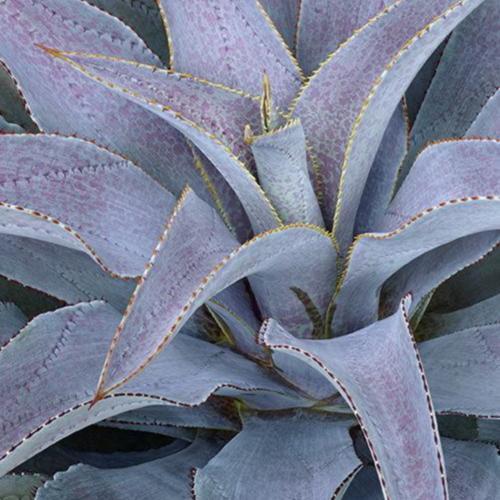 Mangave (Agave 'Purple People Eater') in the Agaves Database - Garden.org