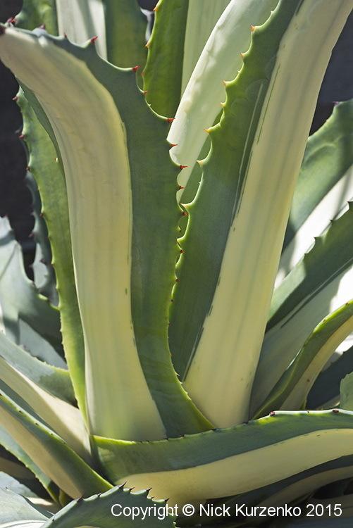 White-striped American Agave (Agave americana 'Mediopicta Alba') in the ...