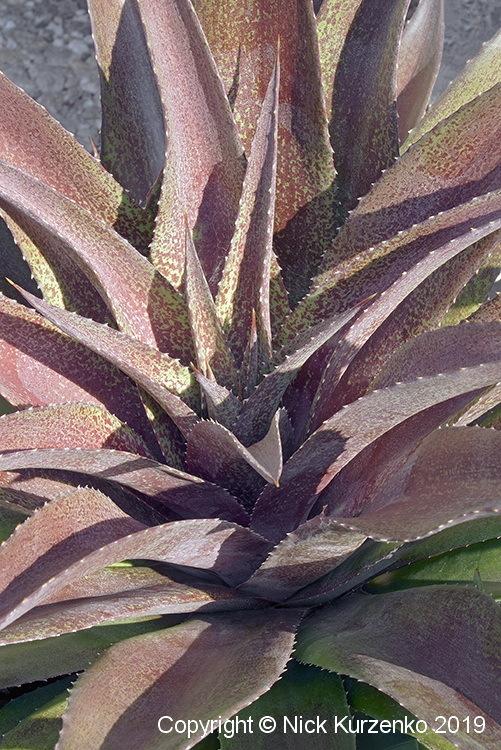Mangave (Agave 'Red Wing') in the Agaves Database - Garden.org