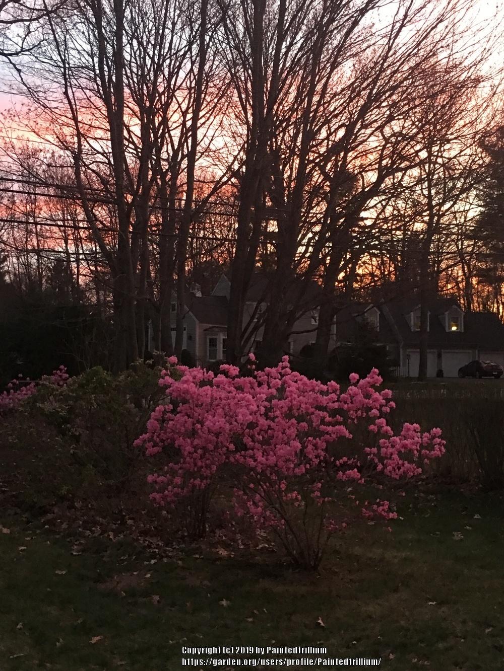 Cornell Pink has a beautiful glow. in Photo of Korean Rhododendron ...