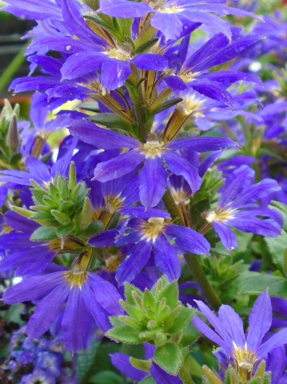 Scaevola (Scaevola aemula Bombay® Dark Blue Improved) - Garden.org