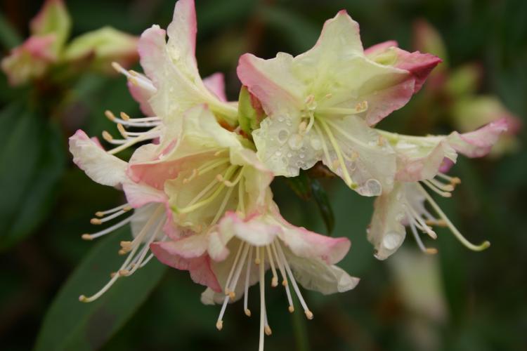 Azalea (Rhododendron 'Tri-Lights') in the Rhododendrons Database ...