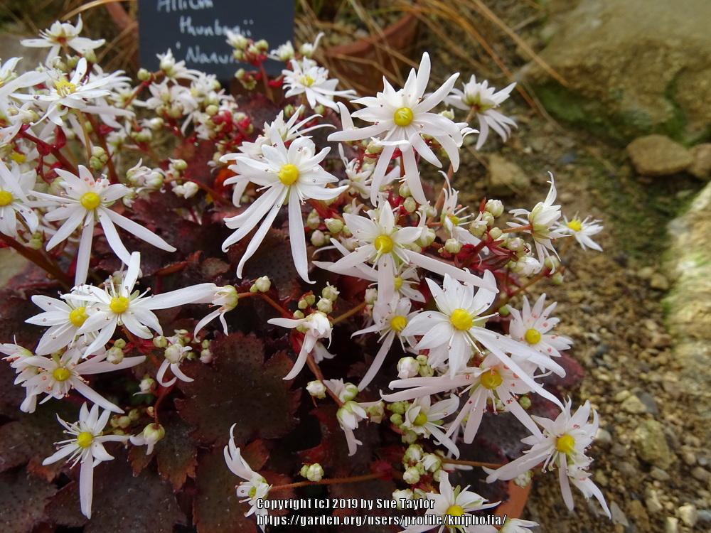 Saxifrage (Saxifraga fortunei 'Conwy Snow') - Garden.org