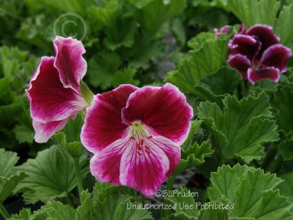 Regal Geranium (Pelargonium x domesticum 'Jewel') in the Pelargoniums ...