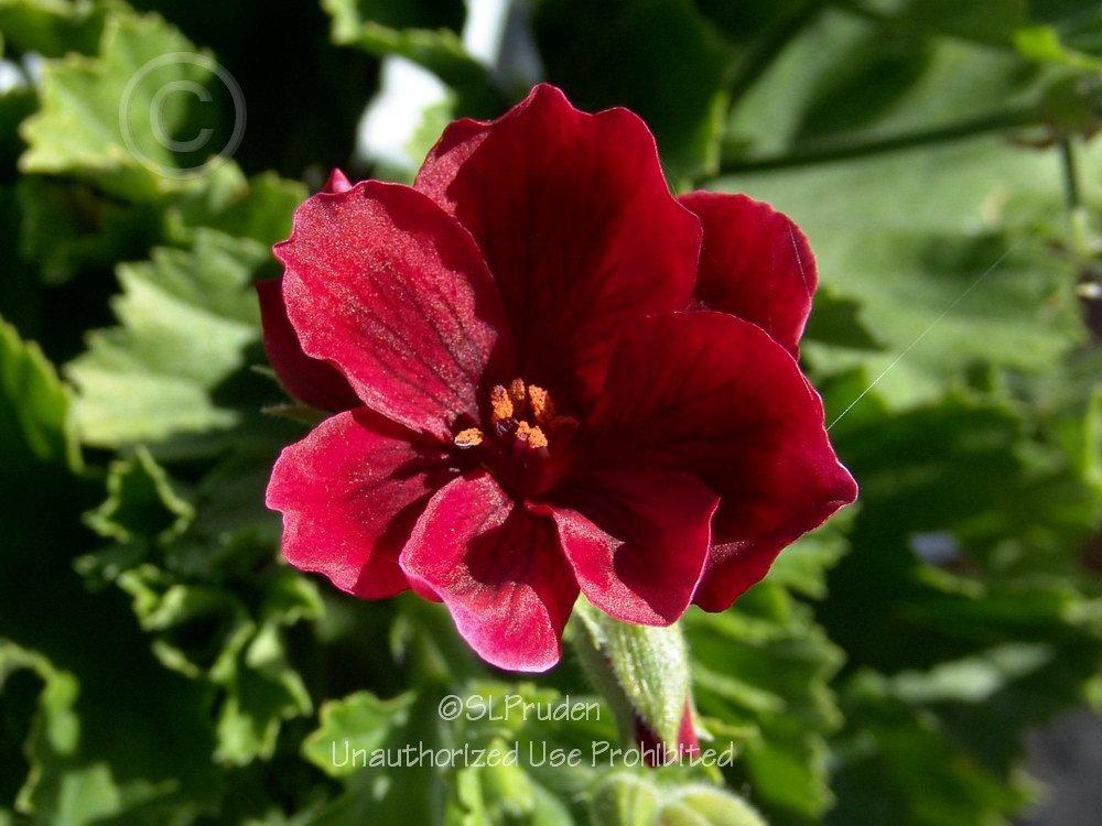 Regal Geranium (Pelargonium x domesticum Solstice™ Red) in the ...