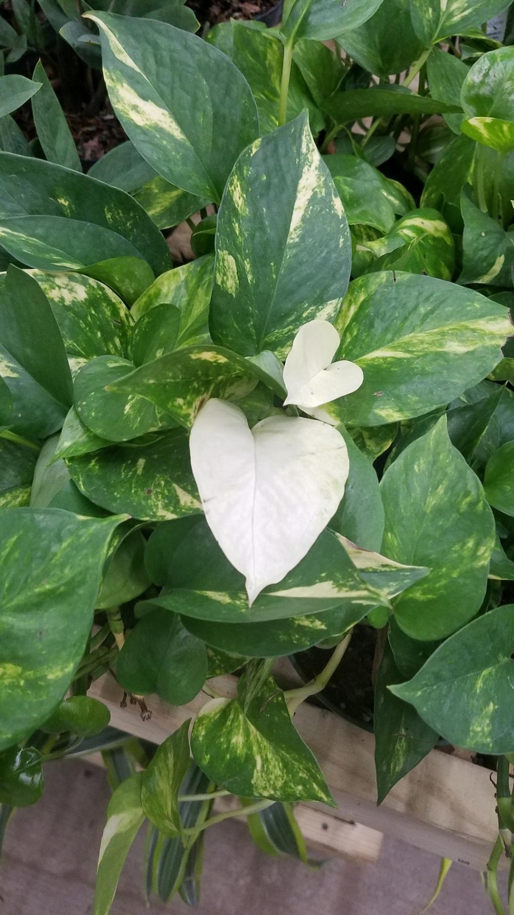 New Pothos? in the Ask a Question forum - Garden.org