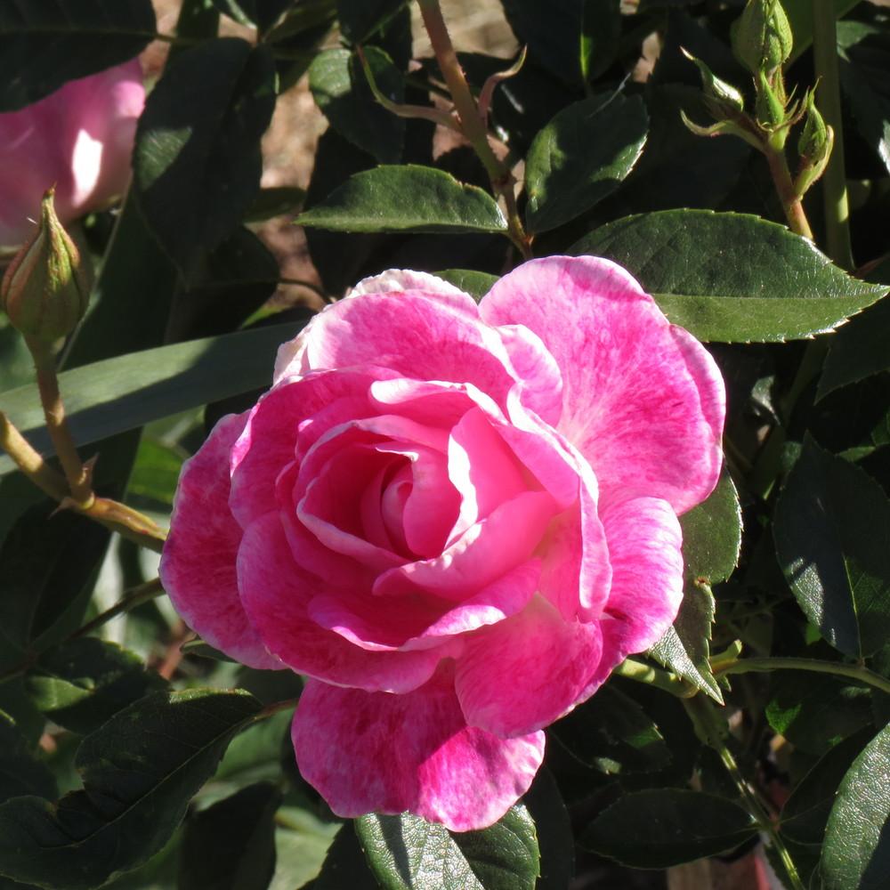 Rose (Rosa 'Pink Iceberg') in the Roses Database - Garden.org