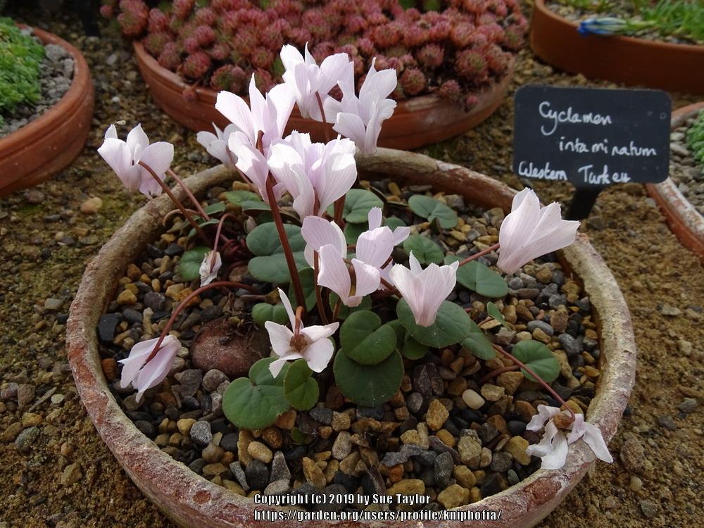Cyclamen cilicium subsp. intaminatum - Garden.org